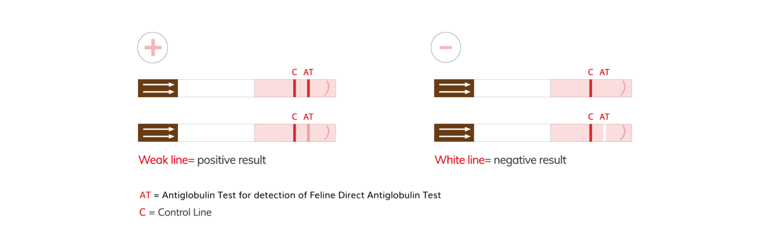 Quick Test DAT Feline (Direct Antiglobulin Test) – Asia Vet Medical Limited